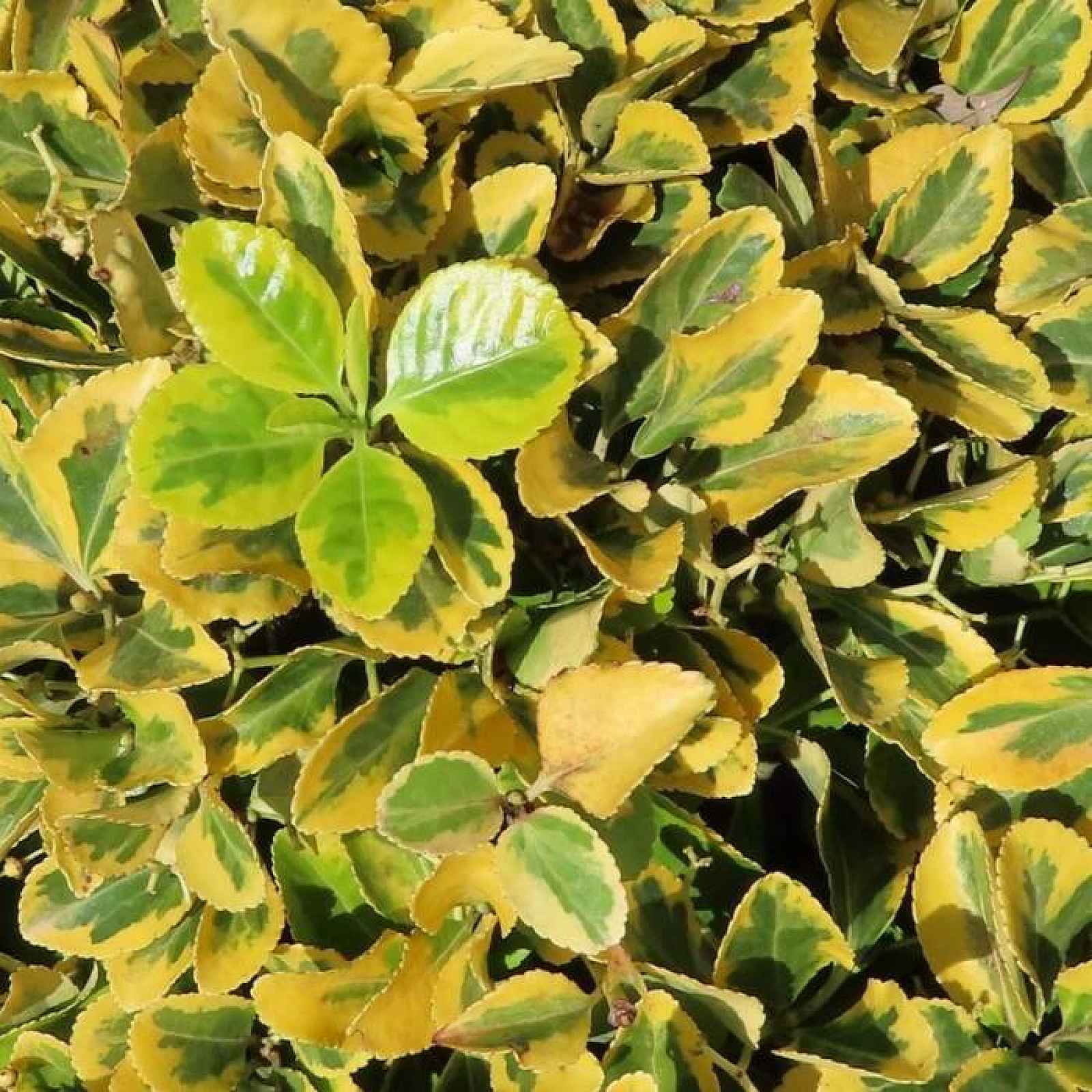 Brslen japonský 'Aurea' květináč 25 litrů, průměr 40/60cm, tvar koule ...